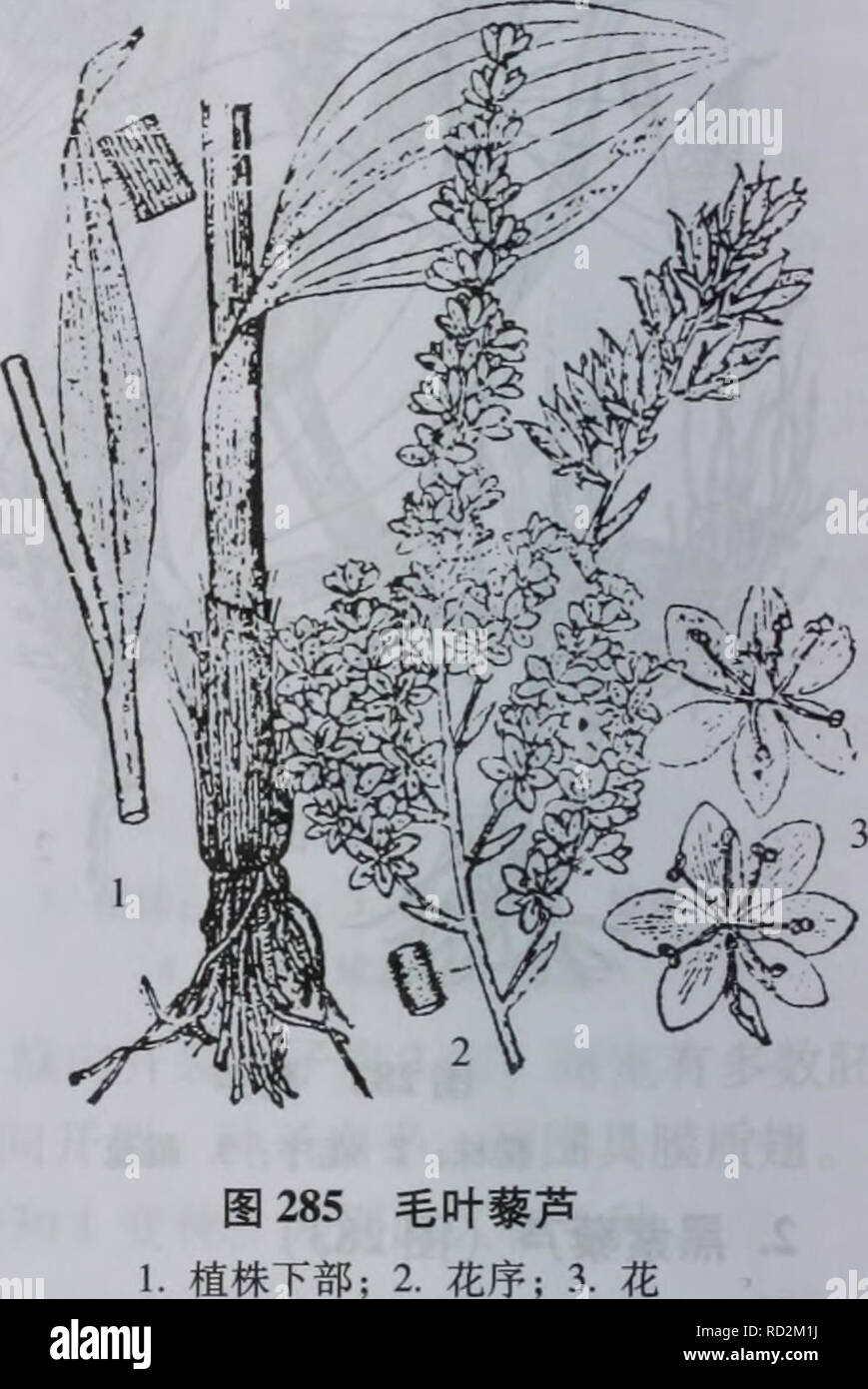 Veratrum grandiflorum hi-res stock photography and images - Alamy