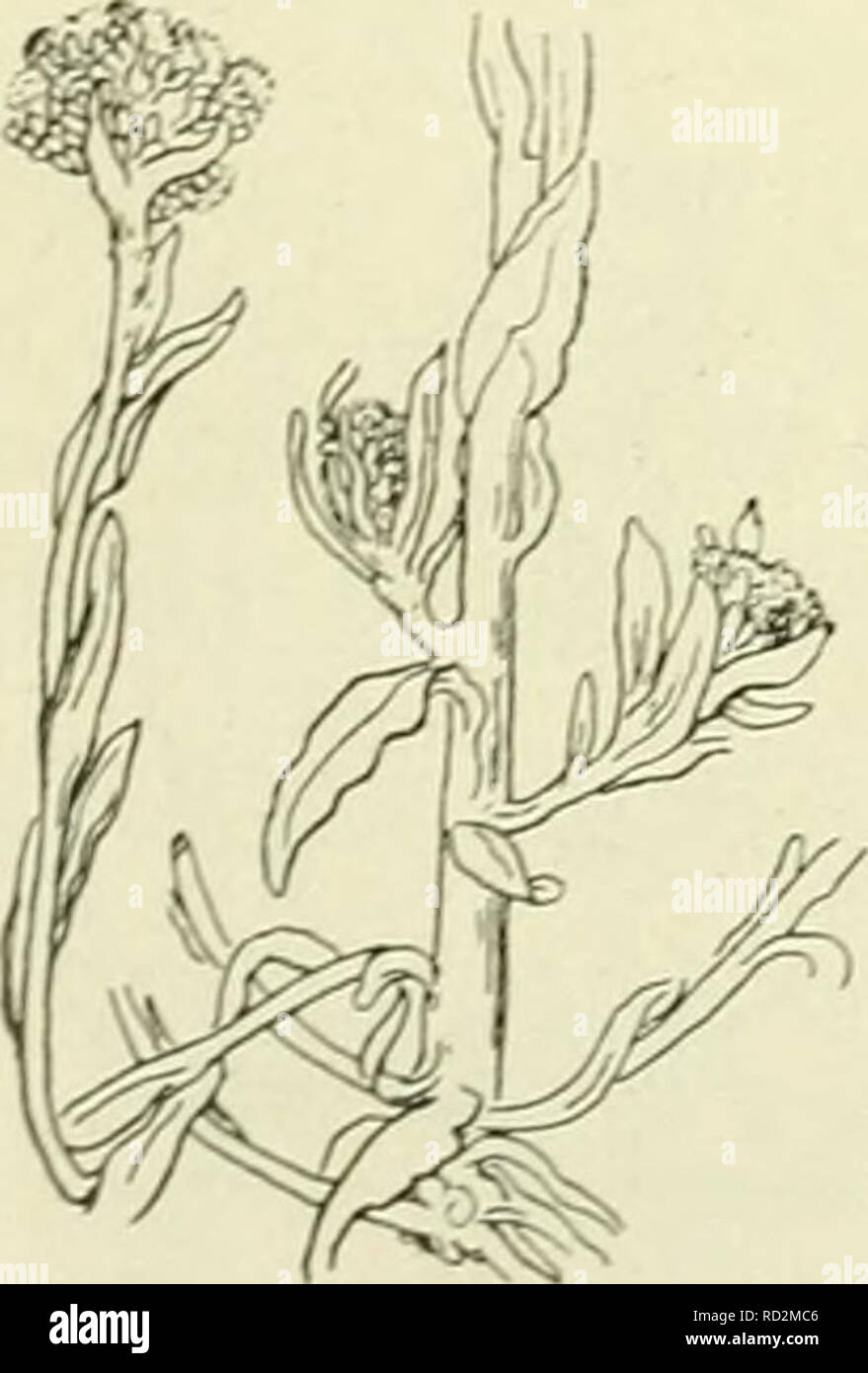 . De flora van Nederland. Plants. G. uliginÃ³sum-) L Moerasdroogbloem ...