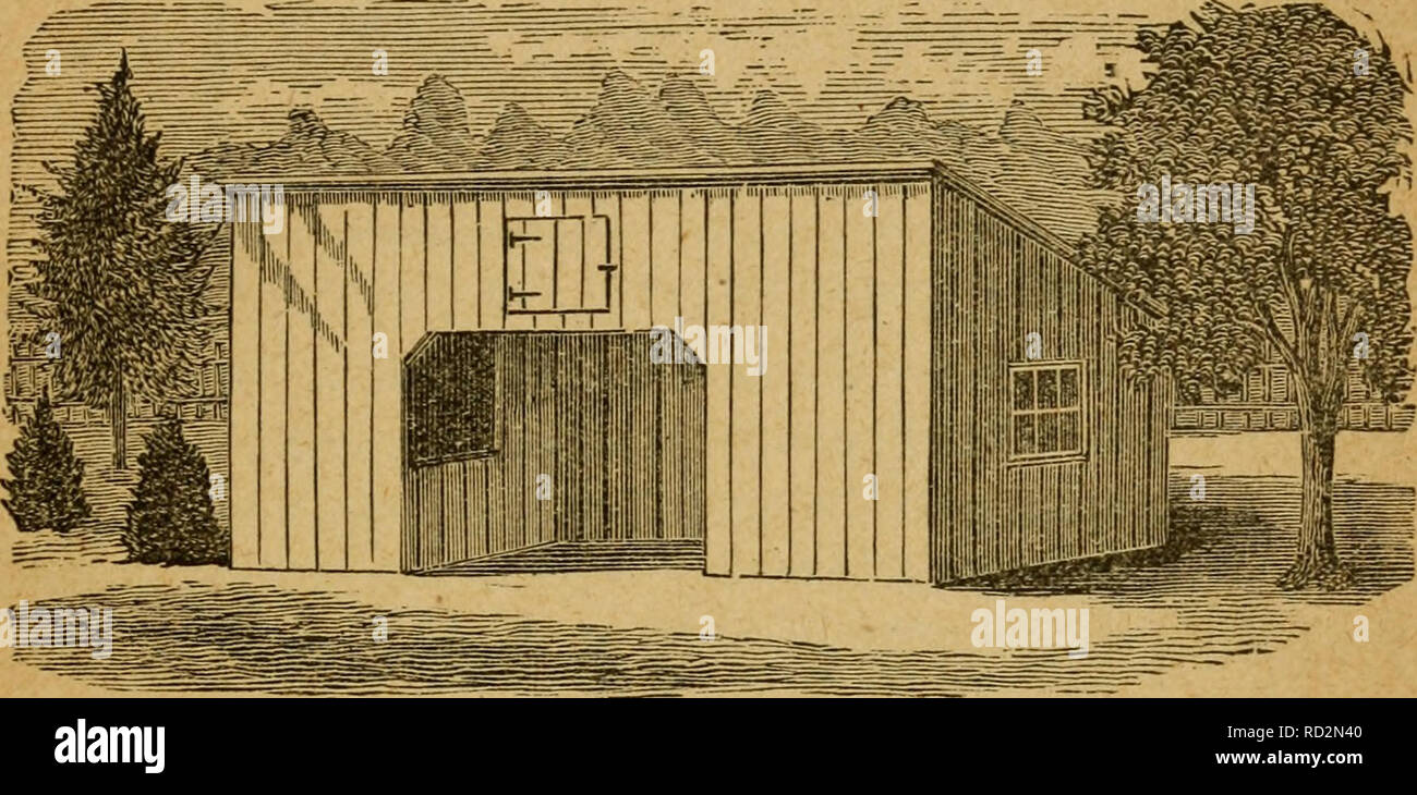 Passage between two rows cattle hi-res stock photography and images - Alamy