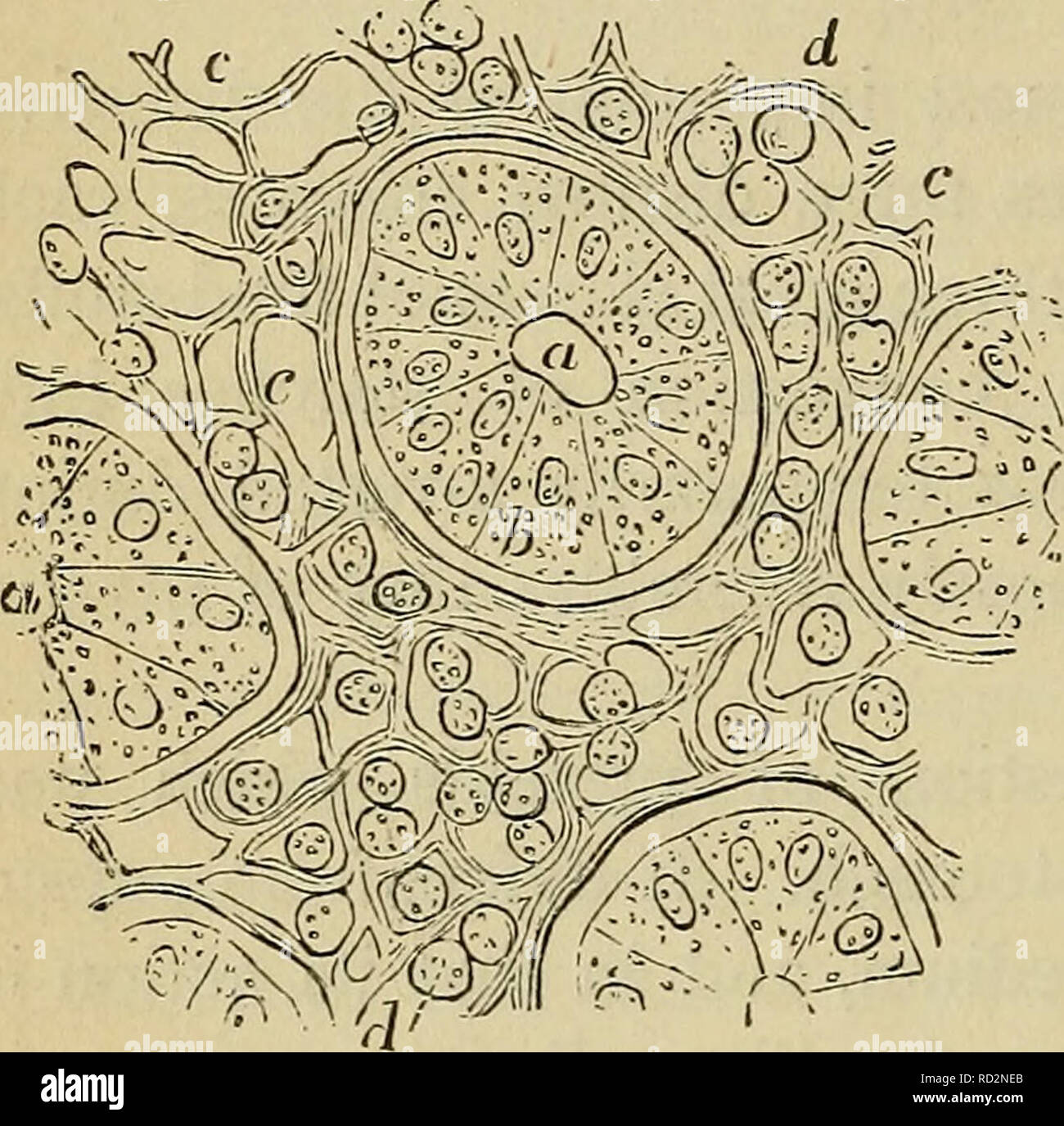 . Elementary physiology. Physiology; Physiology. ISO Elementary ...