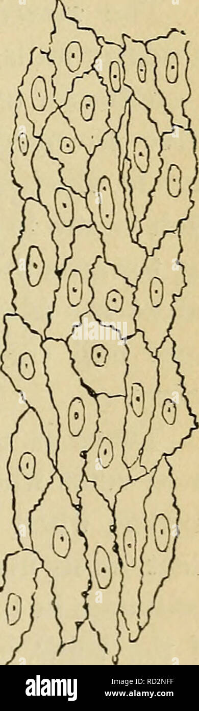 . Elementary physiology. Physiology; Physiology. Fig. 58.—Transverse ...