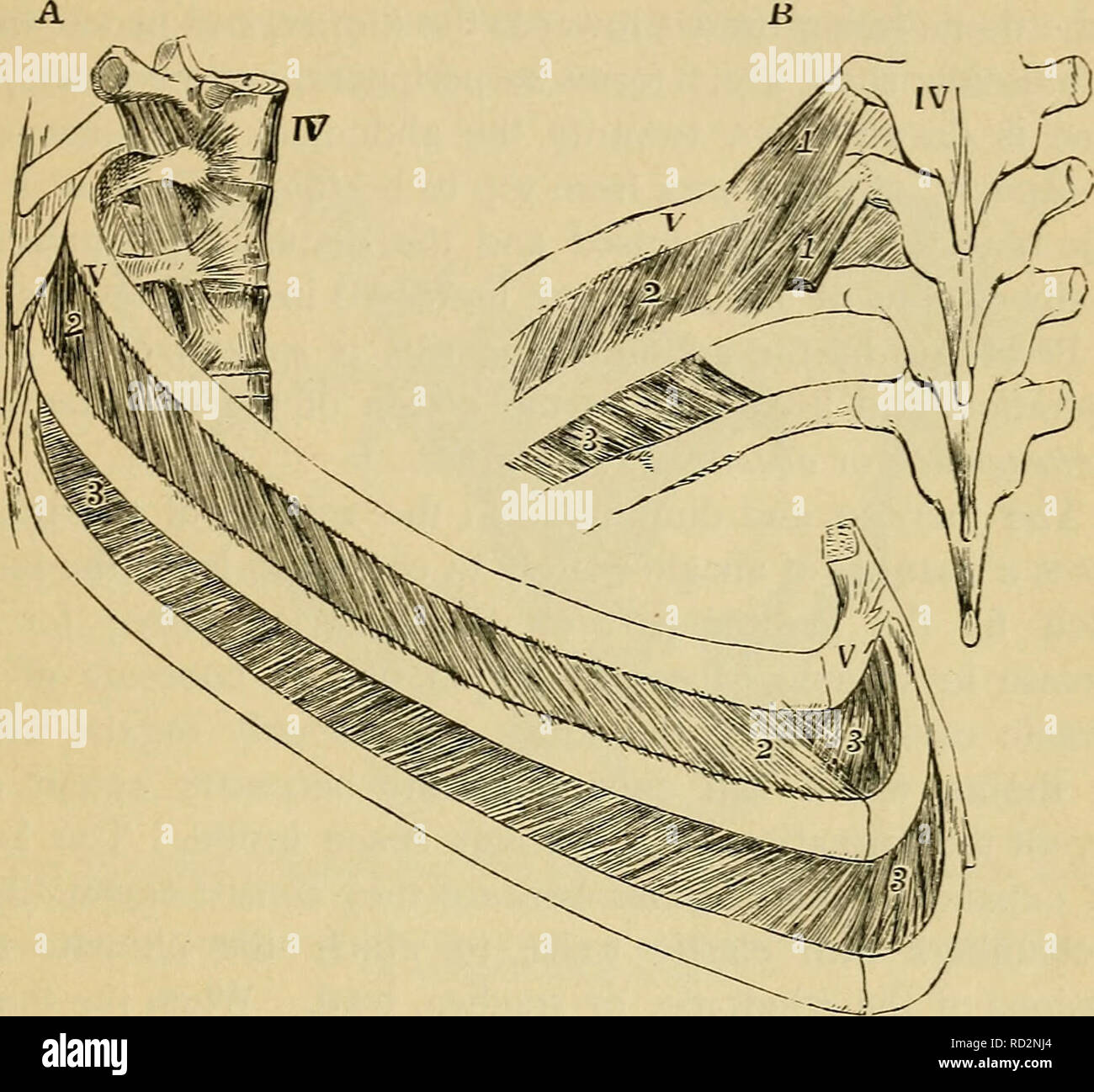 Internal intercostal muscles hi-res stock photography and images - Alamy