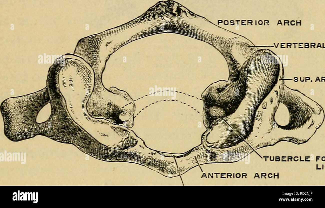 . Elementary physiology. Physiology; Physiology. The Skeleton mid its ...