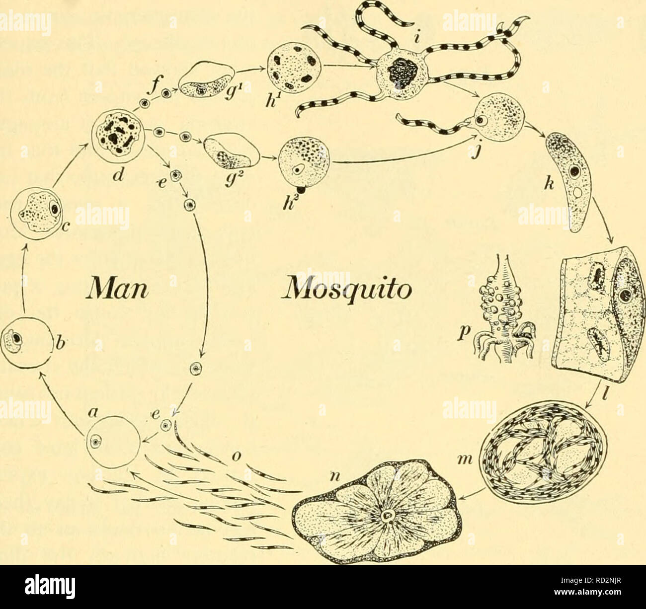 Malaria parasite life cycle hi-res stock photography and images - Alamy