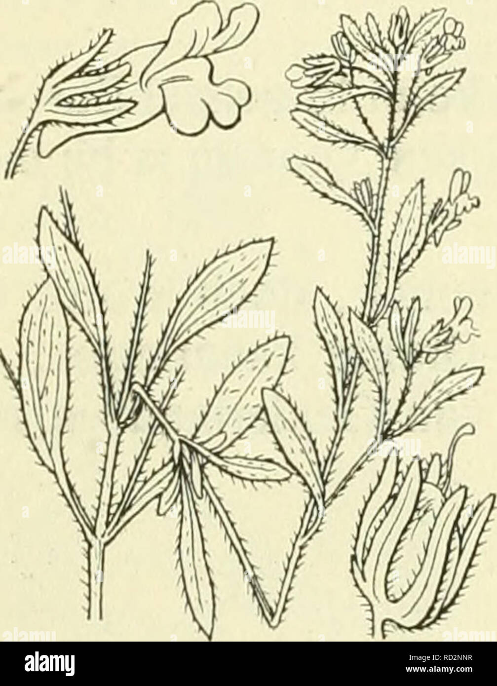 Penwortel hi-res stock photography and images - Alamy