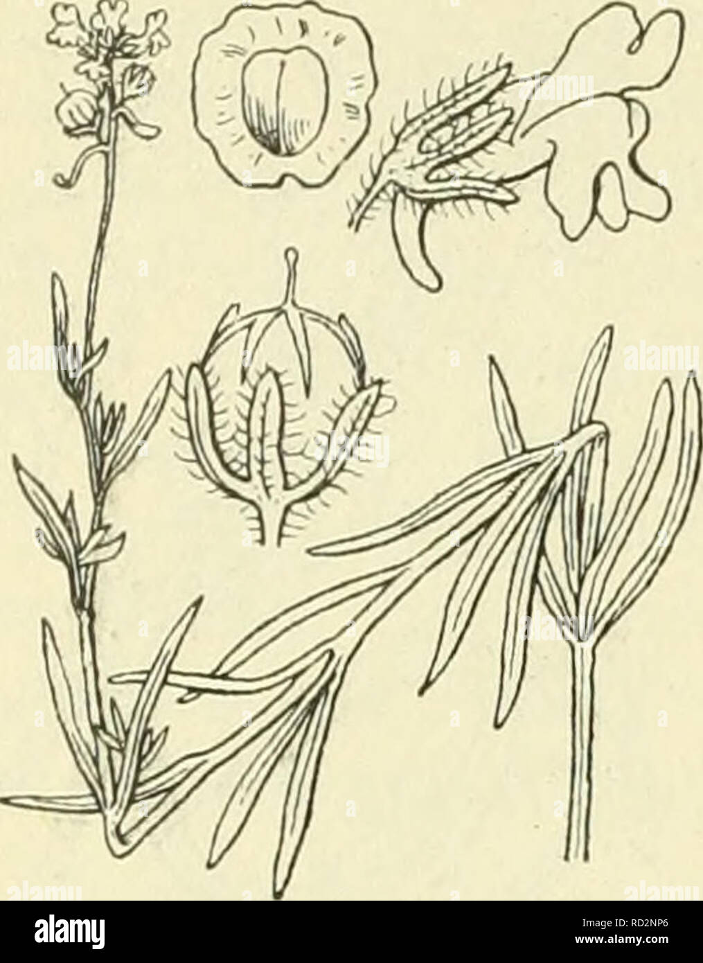 Penwortel hi-res stock photography and images - Alamy