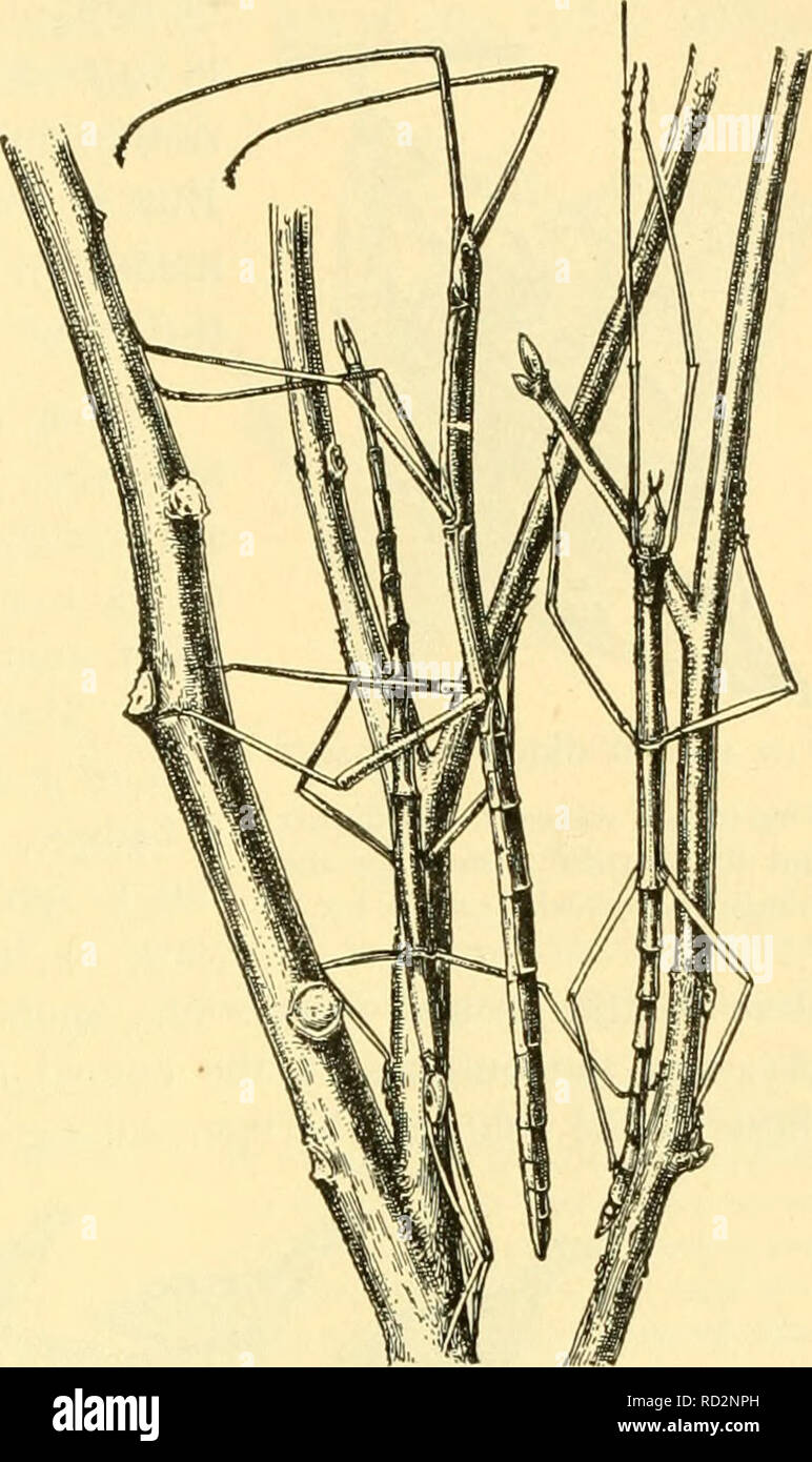 . Elementary biology; an introduction to the science of life. Biology ...