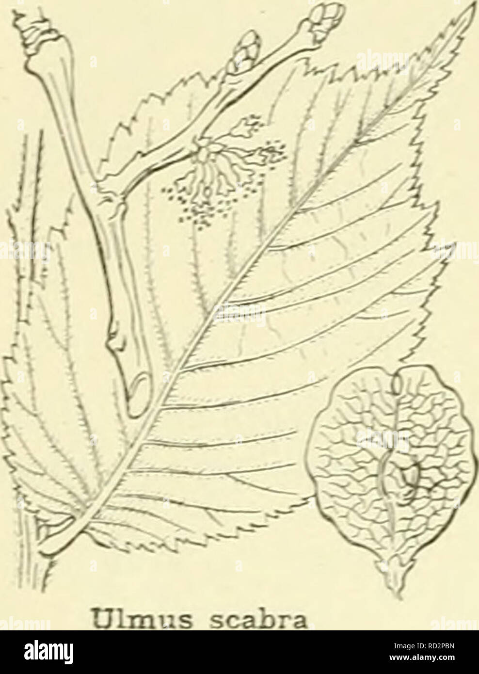 . De flora van Nederland. Plants. 60 ULMACEAE. — FAMILIE 27. getand ...