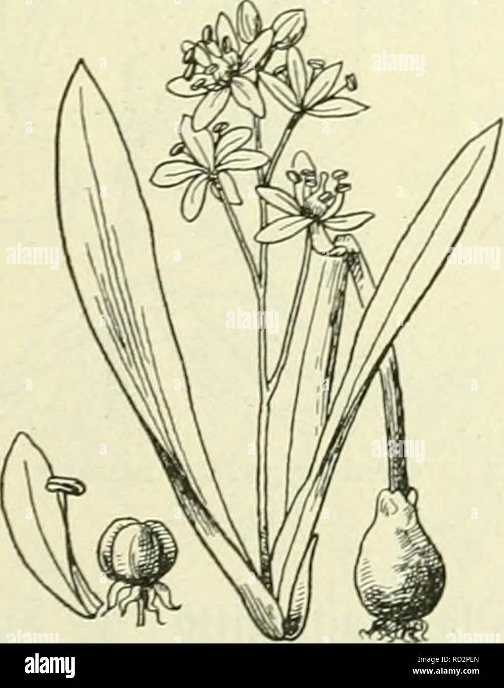 . De flora van Nederland. Plants. 264 — LILIACEAE. FAMILIE 10. springen ...