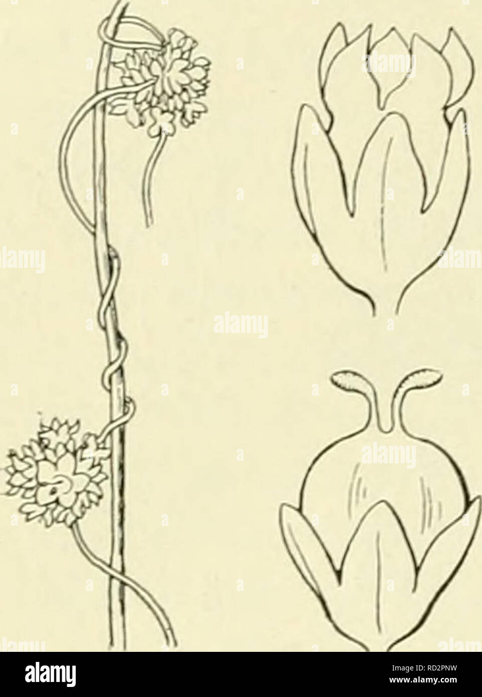 Vlaswarkruid hi-res stock photography and images - Alamy