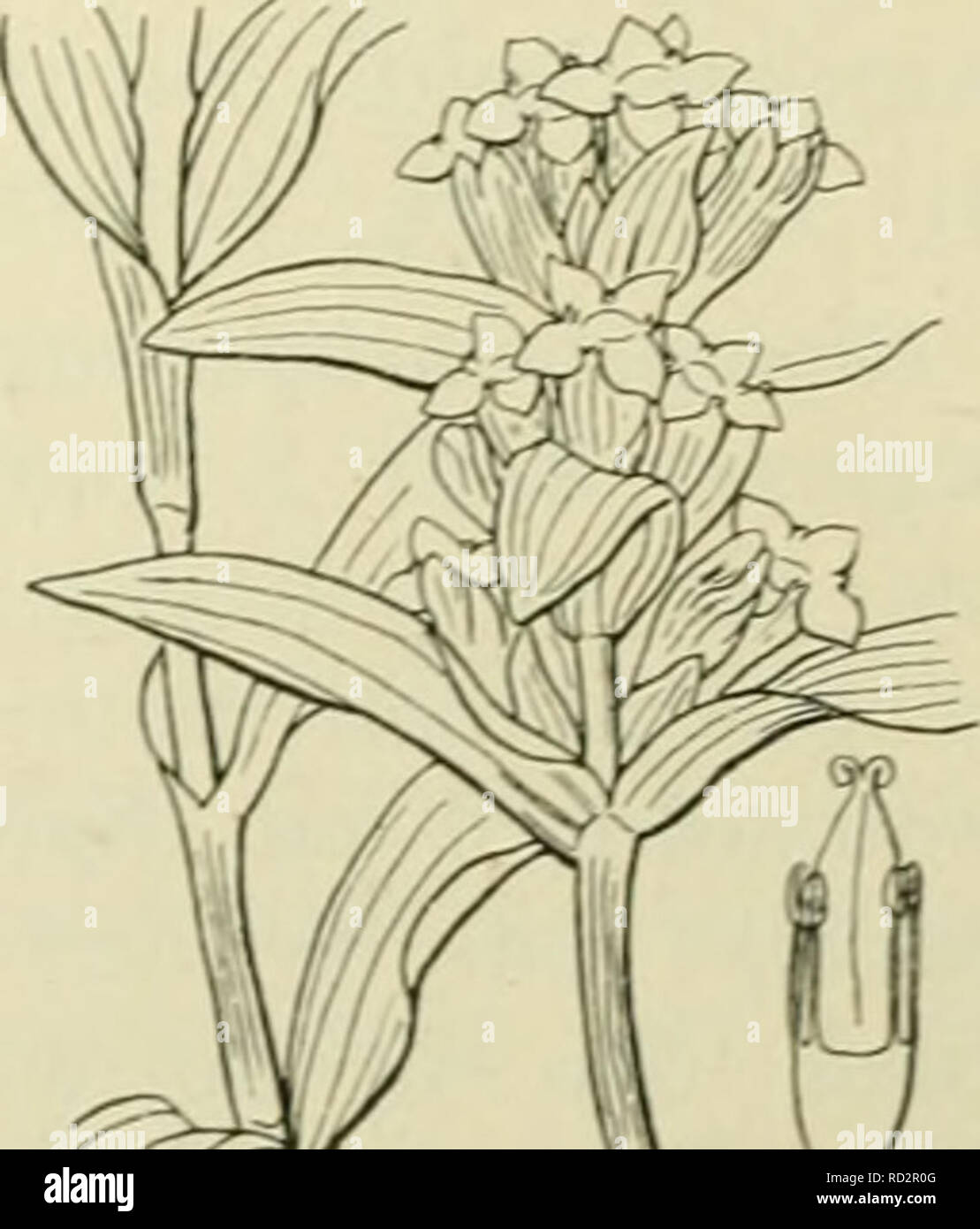 Gentiaan High Resolution Stock Photography and Images - Alamy