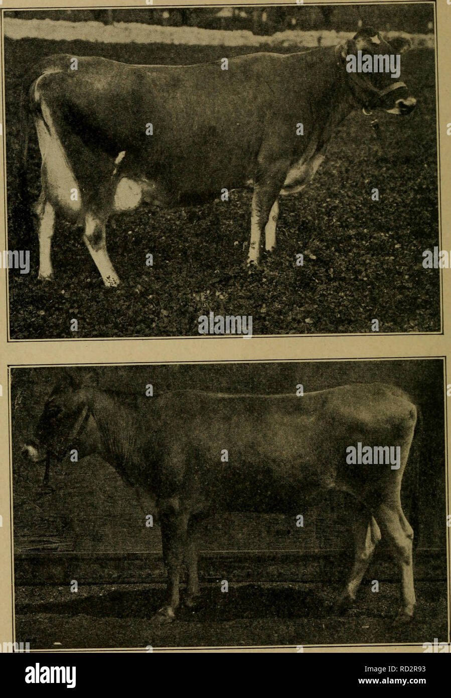 Cow udder fat hi-res stock photography and images - Alamy