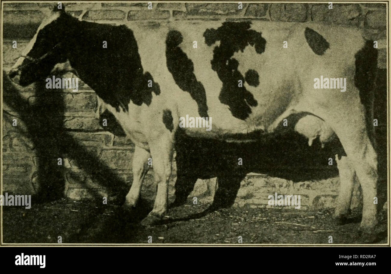 Drunk calf hi-res stock photography and images - Alamy