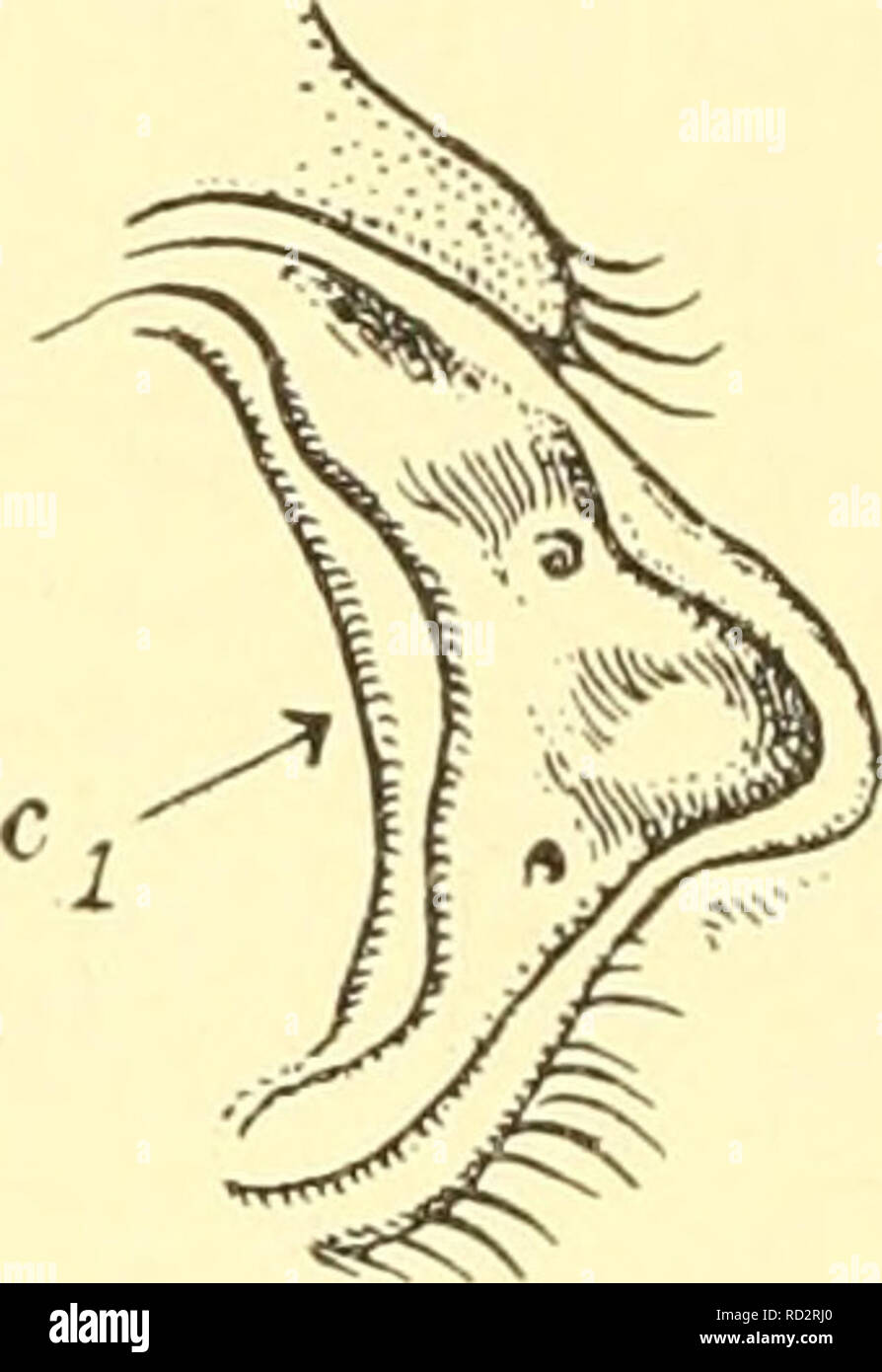 Membrane over eye hi-res stock photography and images - Alamy