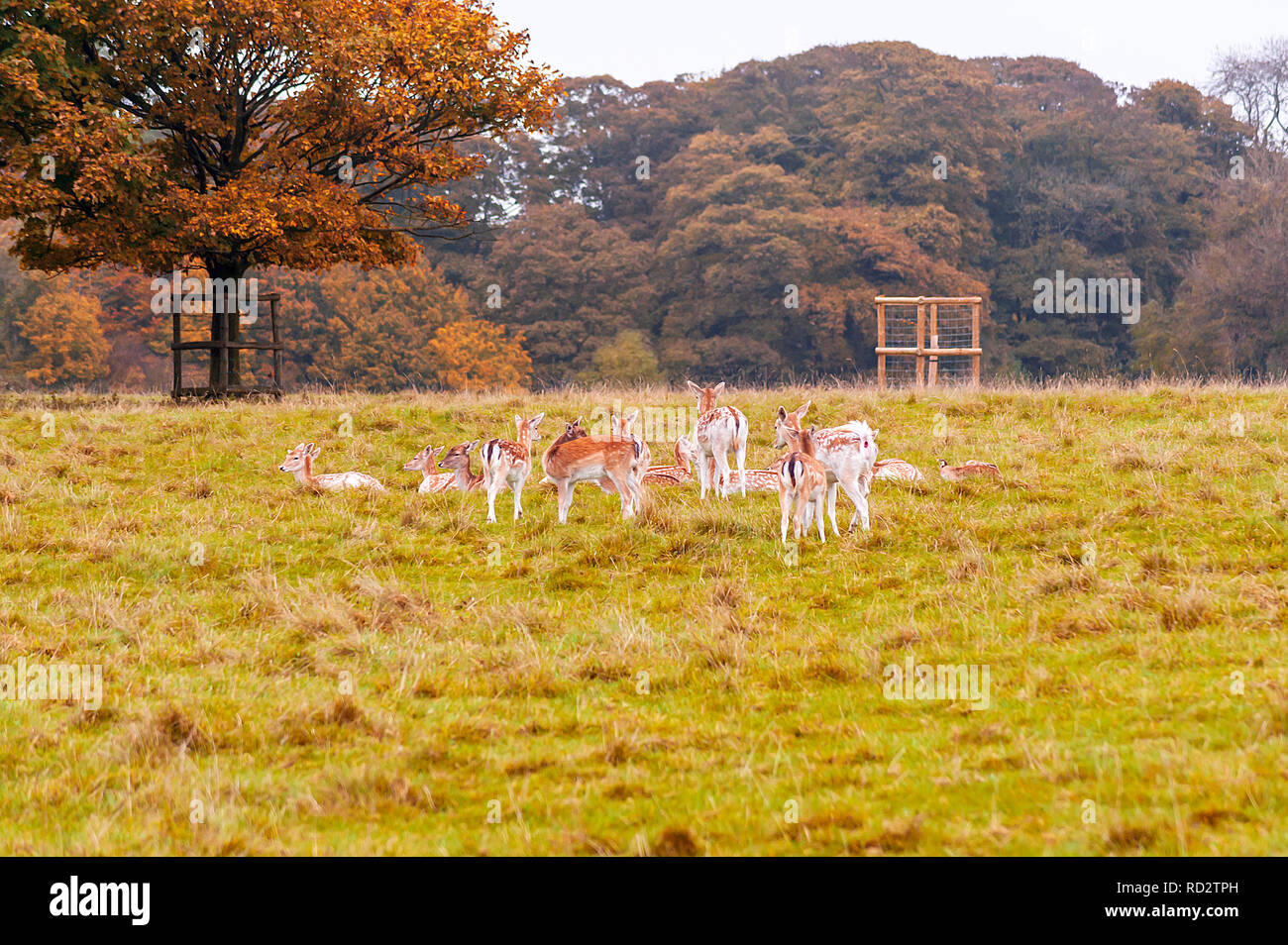 The wild animals - photo has been taken in natural scenery Stock Photo ...