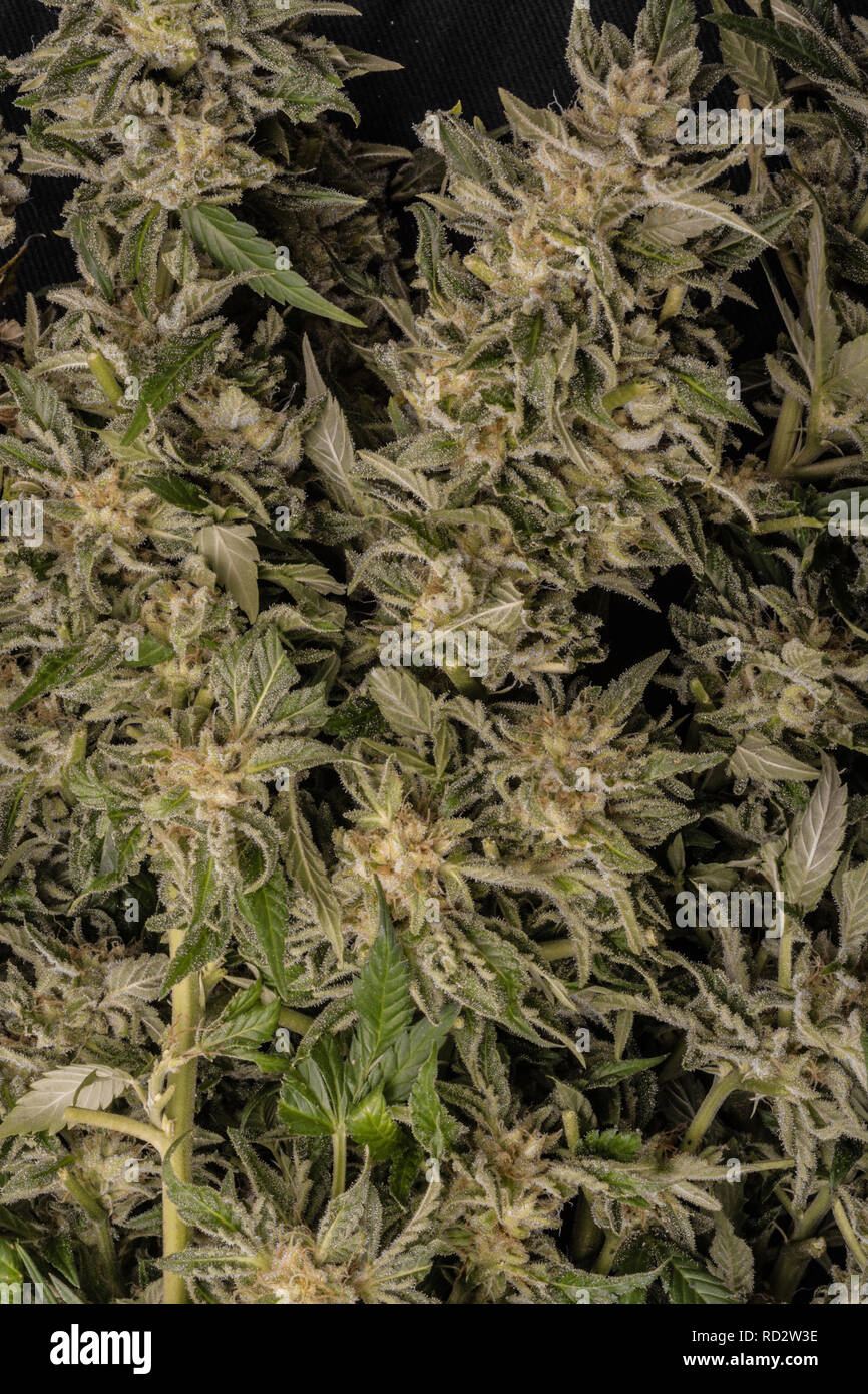 Ganga dope hi-res stock photography and images - Alamy