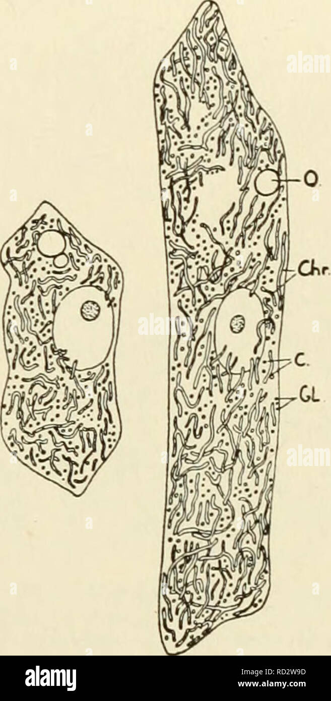 . The cytoplasm of the plant cell. Plant cells and tissues; Protoplasm ...