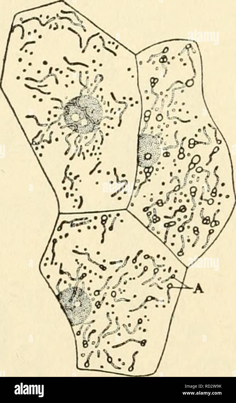 . The cytoplasm of the plant cell. Plant cells and tissues; Protoplasm ...