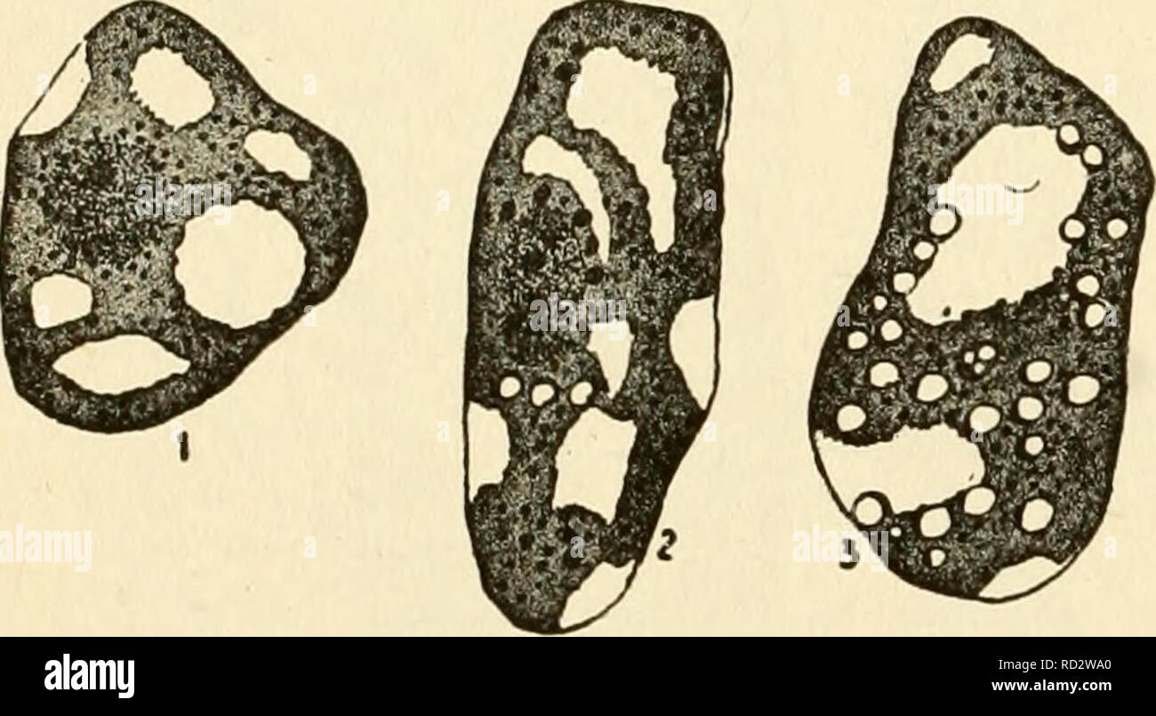 Iodine stained hi-res stock photography and images - Alamy