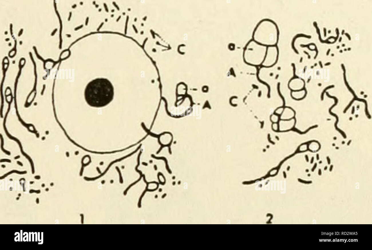 . The cytoplasm of the plant cell. Plant cells and tissues; Protoplasm ...