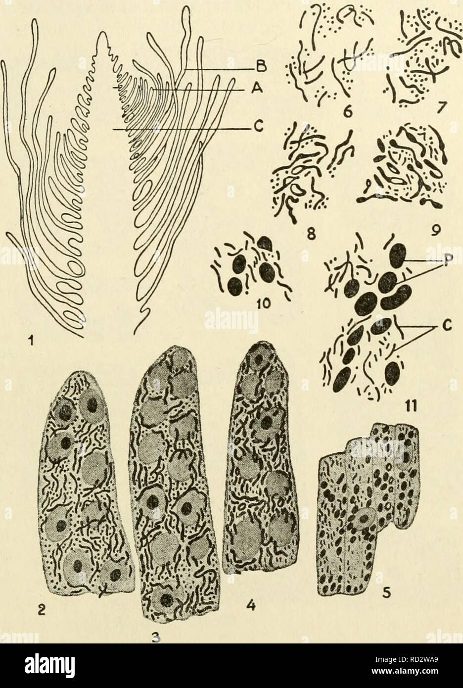 . The cytoplasm of the plant cell. Plant cells and tissues; Protoplasm ...