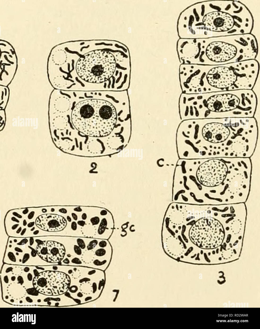 . The cytoplasm of the plant cell. Plant cells and tissues; Protoplasm ...