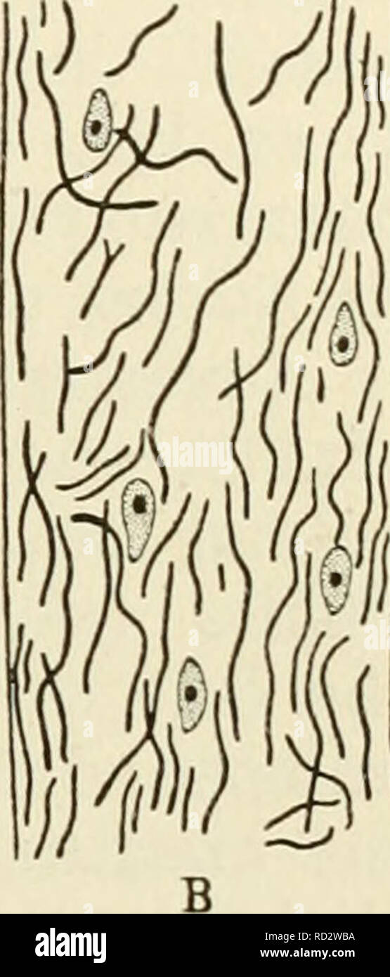 . The cytoplasm of the plant cell. Plant cells and tissues; Protoplasm ...