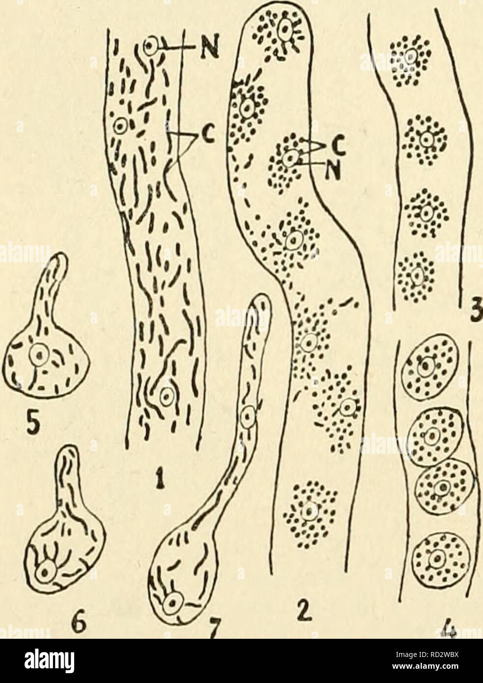 Basidia cells hi-res stock photography and images - Alamy