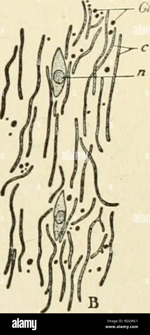 . The cytoplasm of the plant cell. Plant cells and tissues; Protoplasm ...