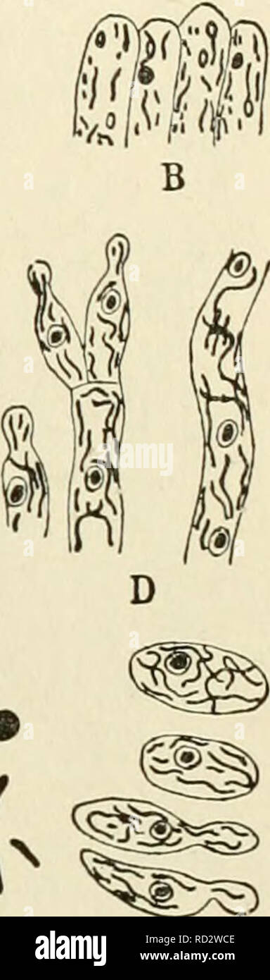 . The cytoplasm of the plant cell. Plant cells and tissues; Protoplasm ...