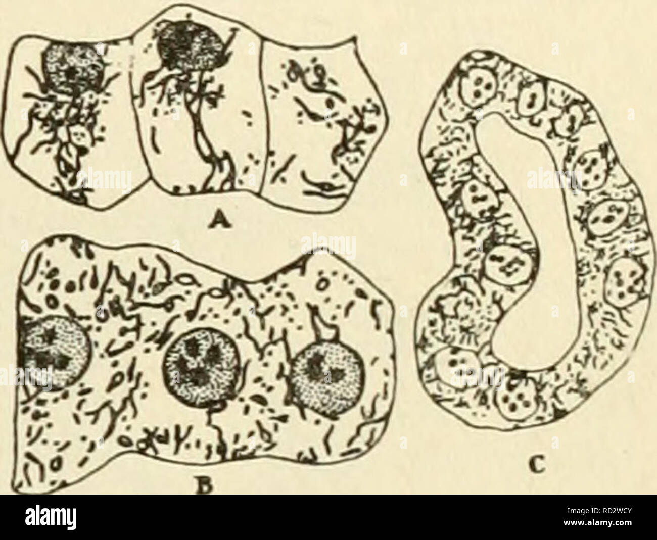 . The cytoplasm of the plant cell. Plant cells and tissues; Protoplasm ...