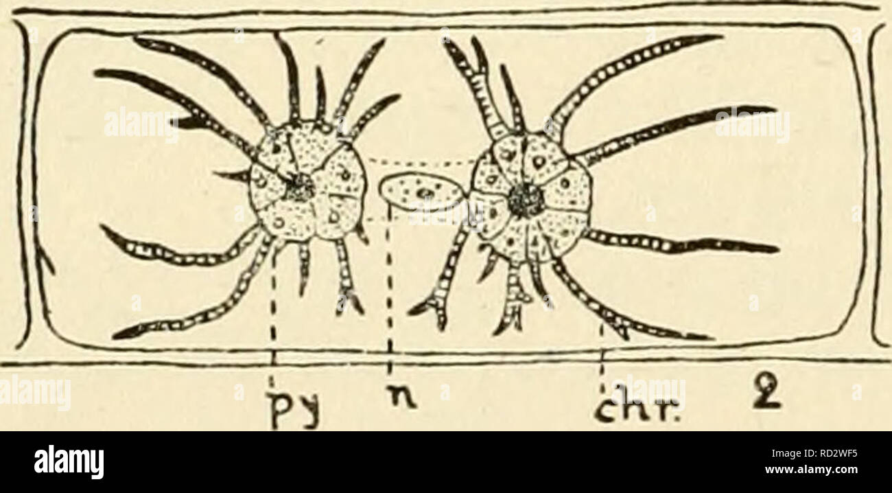 . The cytoplasm of the plant cell. Plant cells and tissues; Protoplasm ...