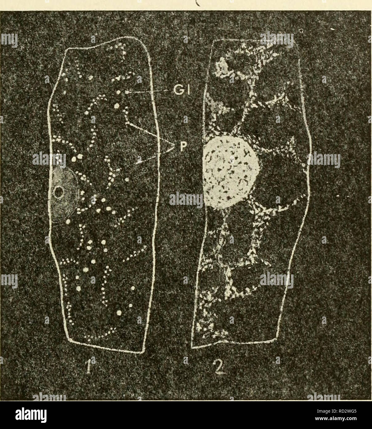 . The cytoplasm of the plant cell. Plant cells and tissues; Protoplasm ...