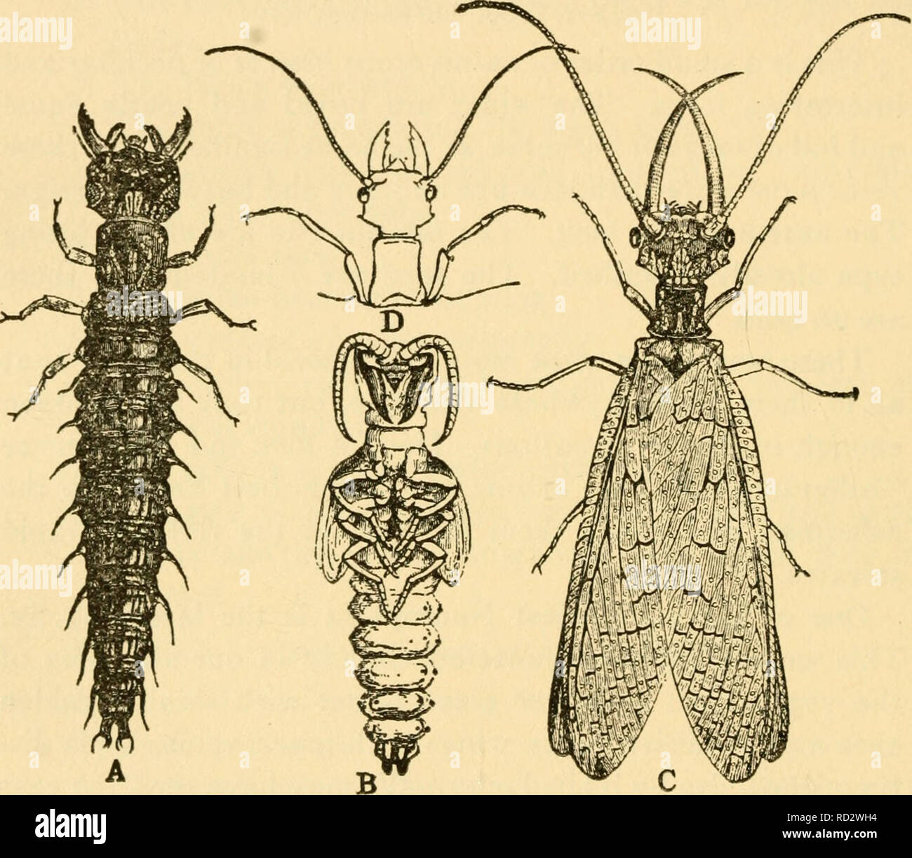 Cornula hi-res stock photography and images - Alamy