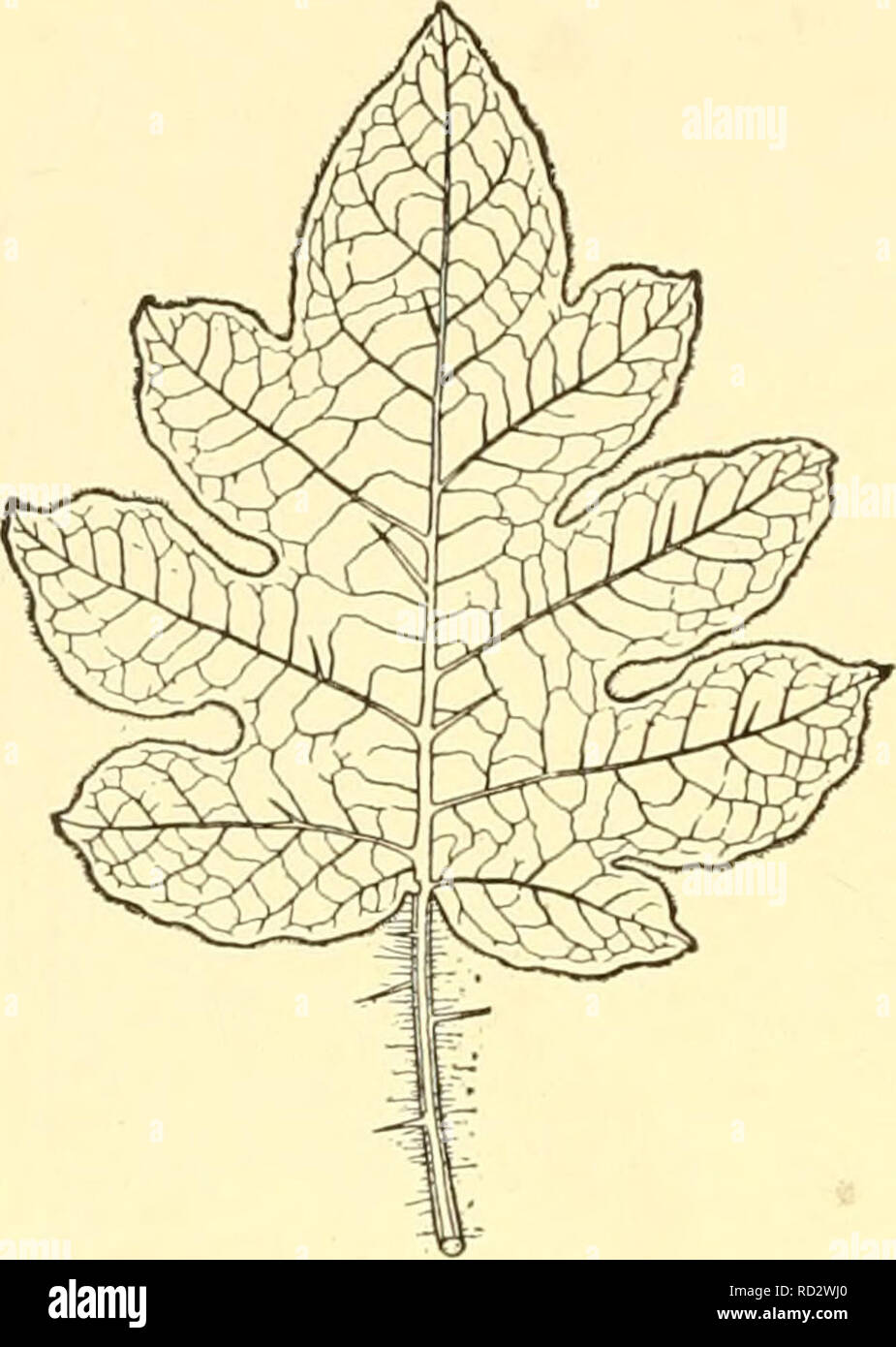 Celery stalk xylem hi-res stock photography and images - Alamy