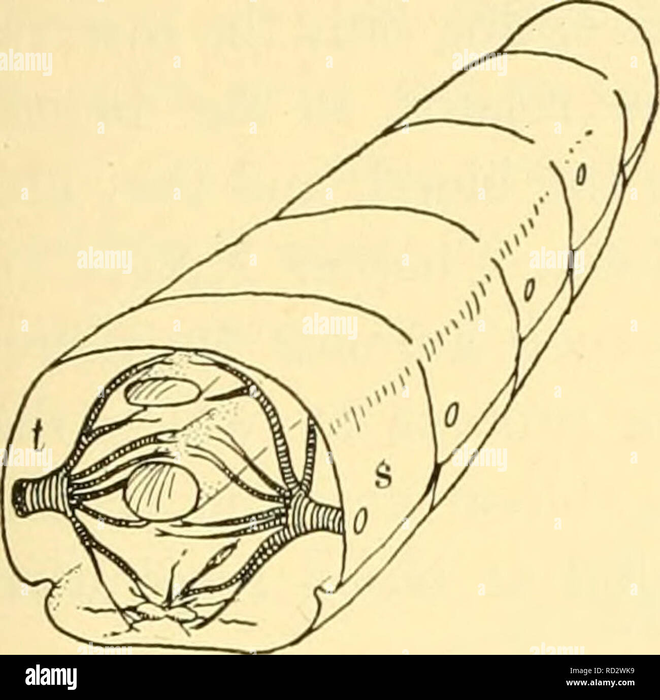 . Elementary biology; an introduction to the science of life. Biology ...