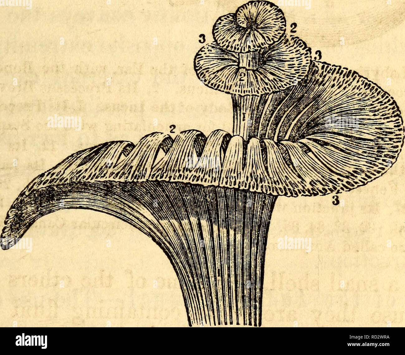 Perilymph hi-res stock photography and images - Alamy