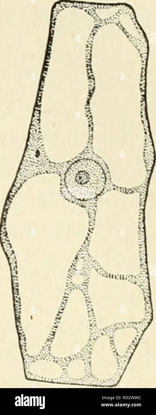. The cytoplasm of the plant cell. Plant cells and tissues; Protoplasm ...