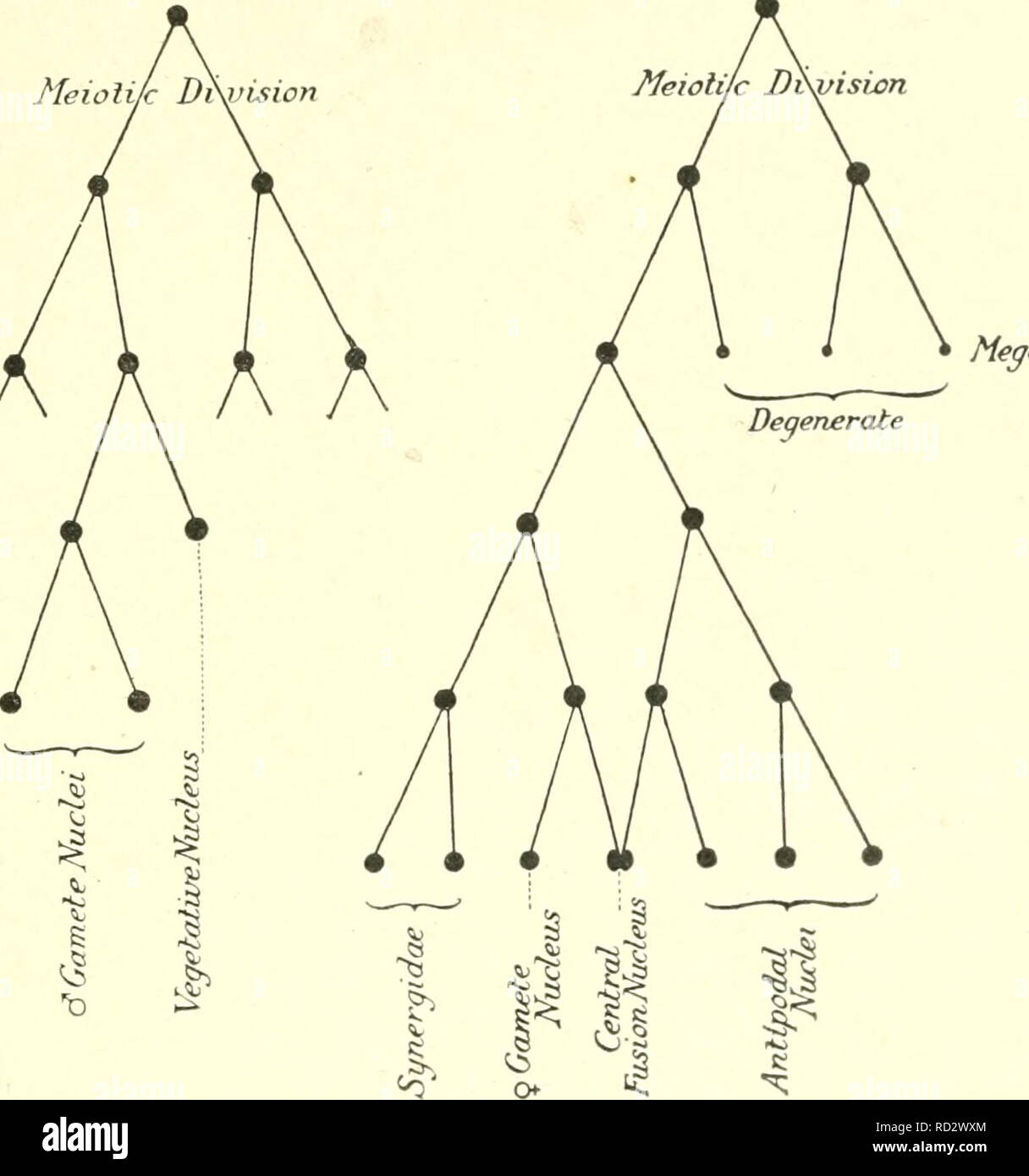 . Cytology, with special reference to the metazoan nucleus. Cells ...