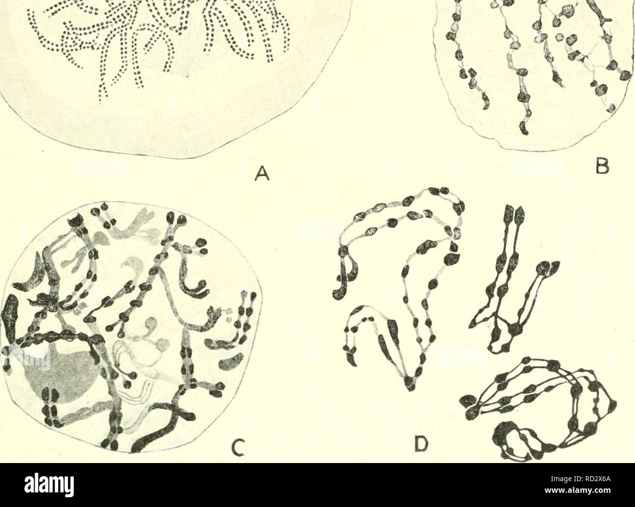 Homologous pair of chromosomes hi-res stock photography and images - Alamy