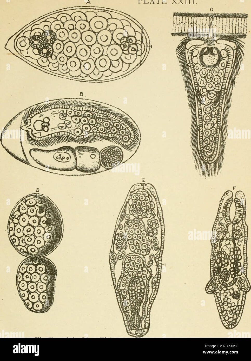 Liver fluke egg hi-res stock photography and images - Alamy