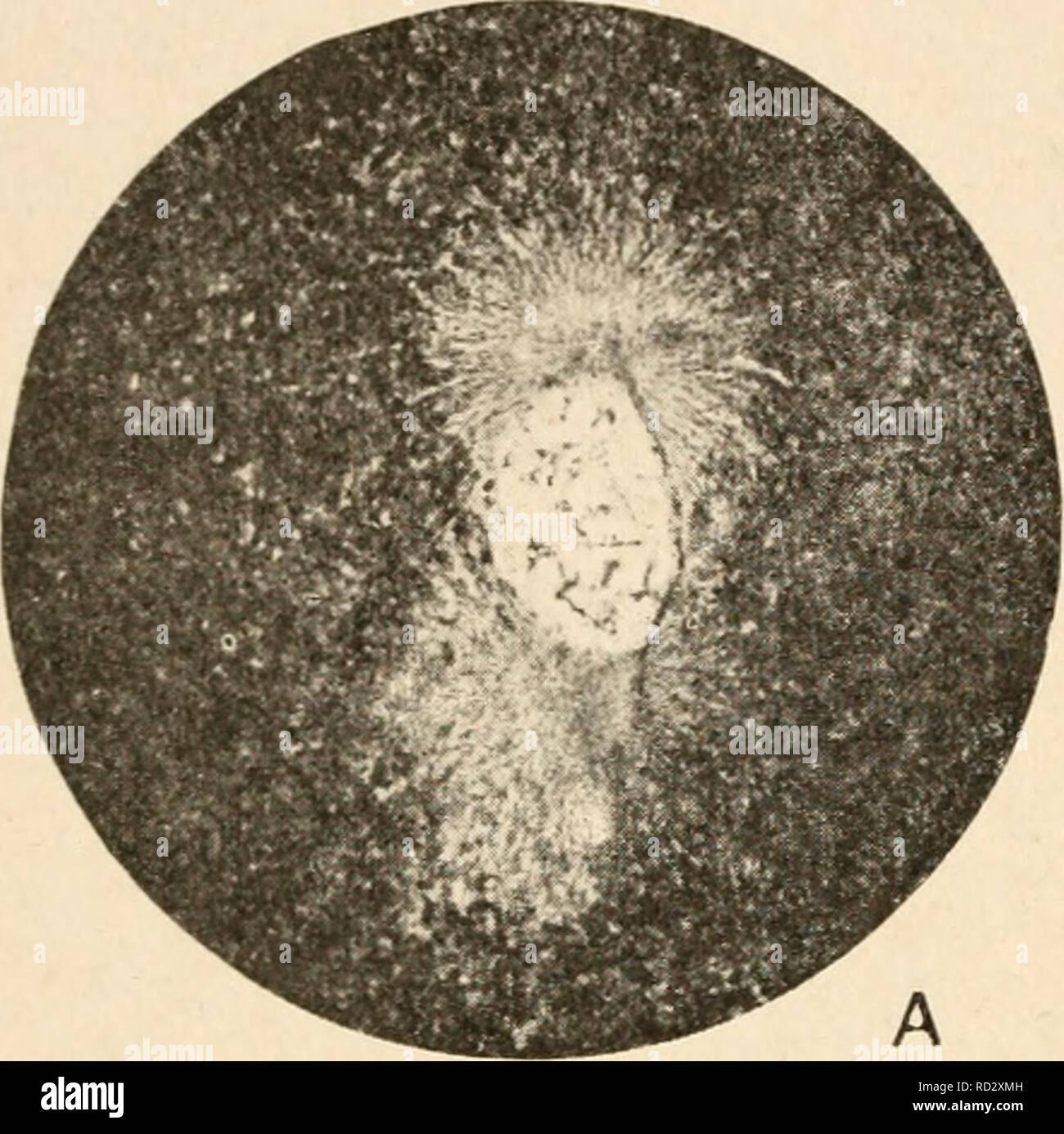 . Cytology, with special reference to the metazoan nucleus. Cells. 8 ...