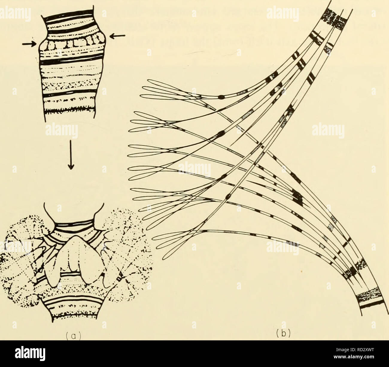 . Cytology. Cytology. Figure 4-20. (a) Drawing Showing the Normal ...