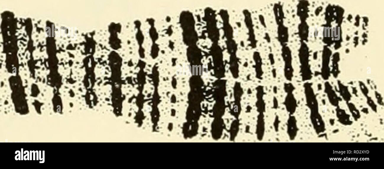 Chromosome maps hi-res stock photography and images - Alamy