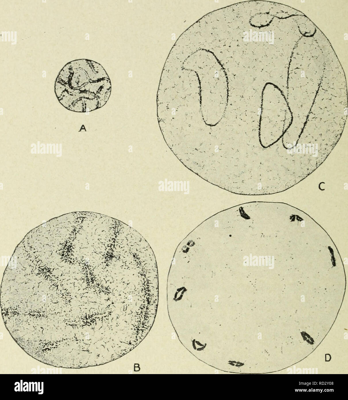 . Cytology, with special reference to the metazoan nucleus. Cells. 60 ...
