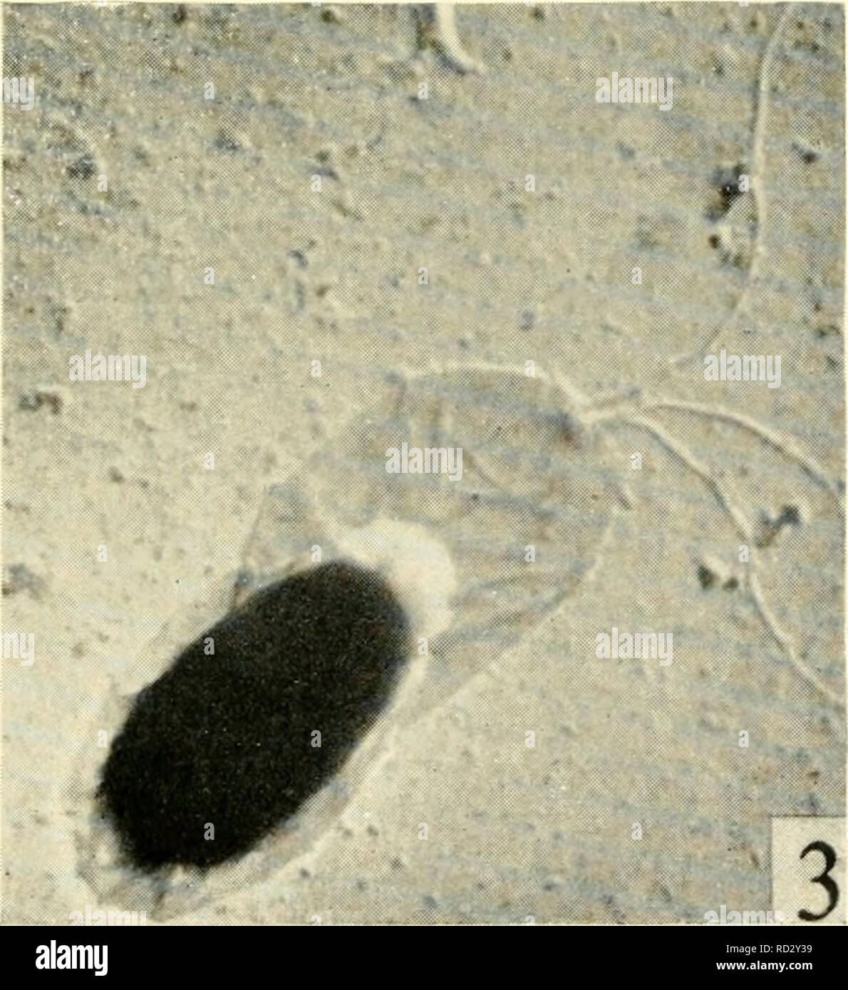 . The cytology and life-history of bacteria. Bacteria. . Please note ...