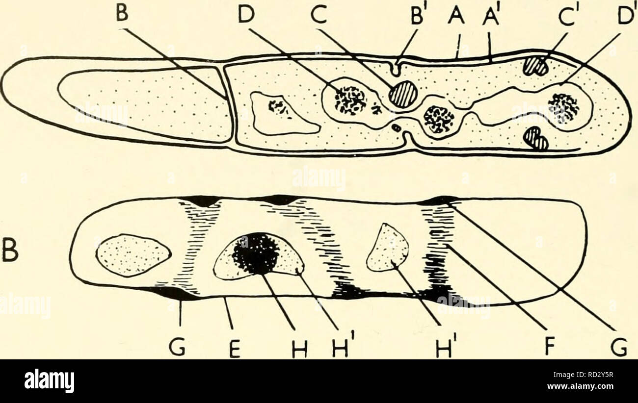 Bacillus Bacteria Diagram