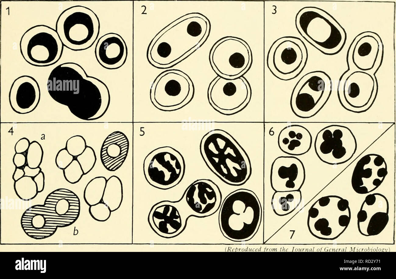 Bacterial Slime Layer