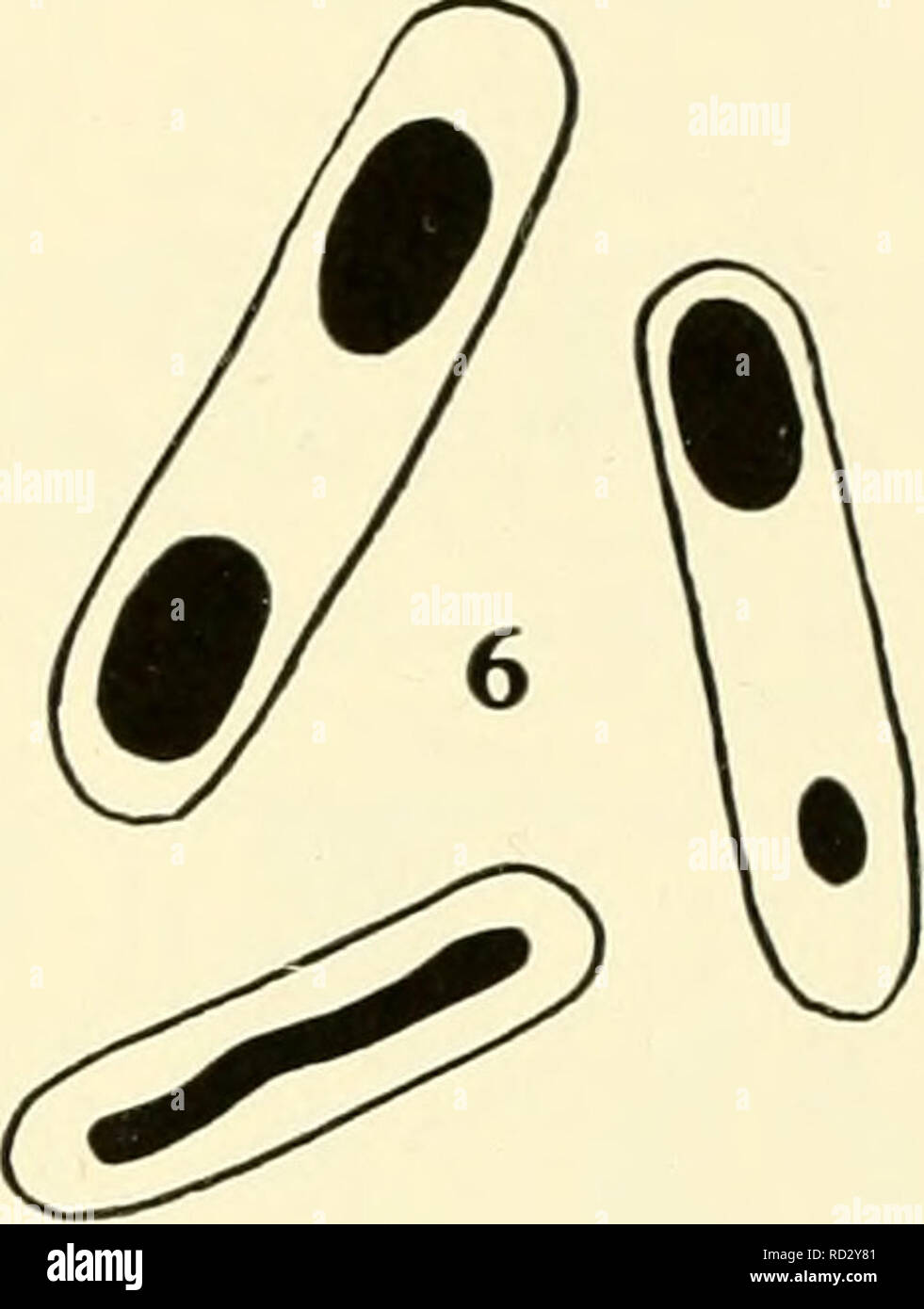 . The cytology and life-history of bacteria. Bacteria. (Reproduced from ...