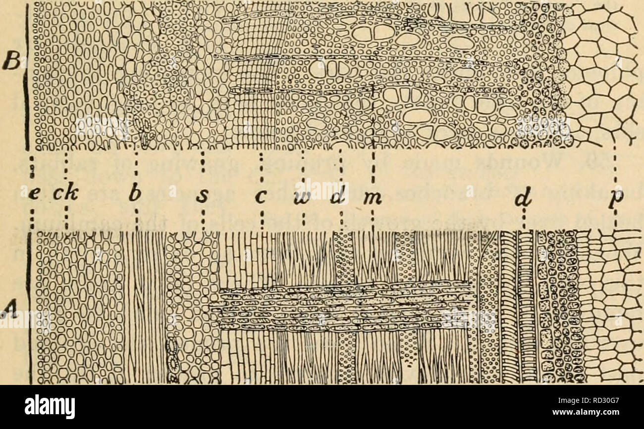 Corn stem cross section hi-res stock photography and images - Alamy
